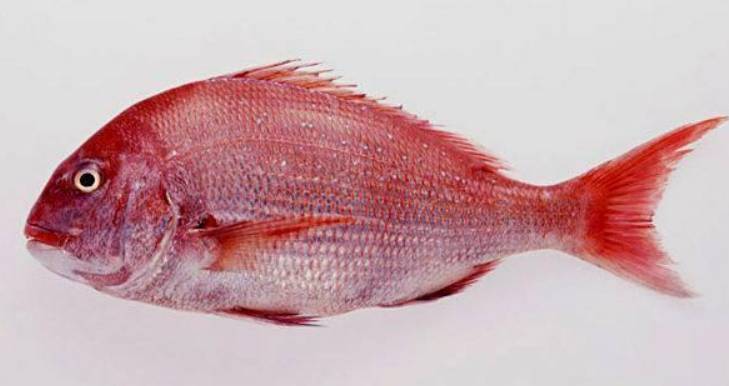 HLY Ocean - Product Details | Seafood Restaurant Penang & Agrotourism