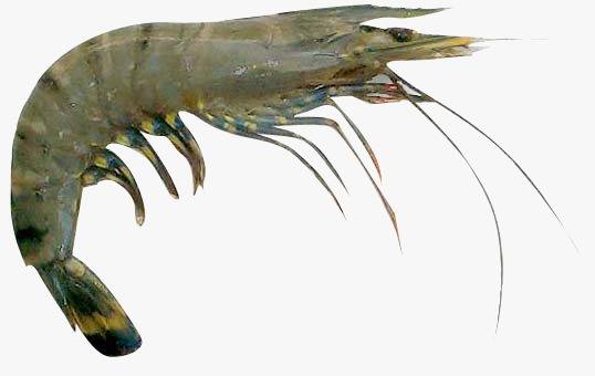 HLY Ocean - Product Details | Seafood Restaurant Penang & Agrotourism